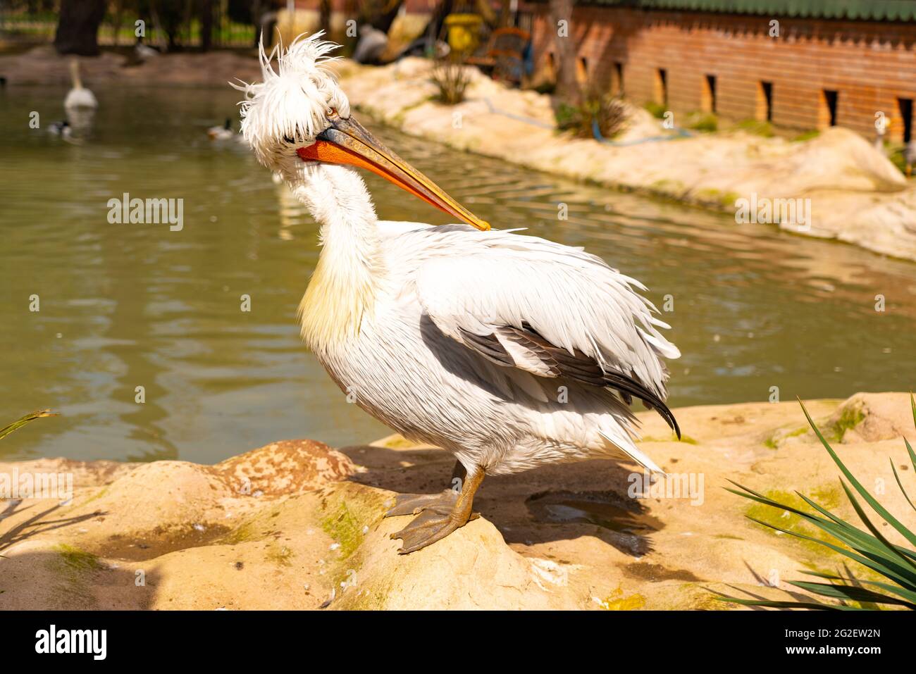 Dalmatian pelican in the park Stock Photo - Alamy