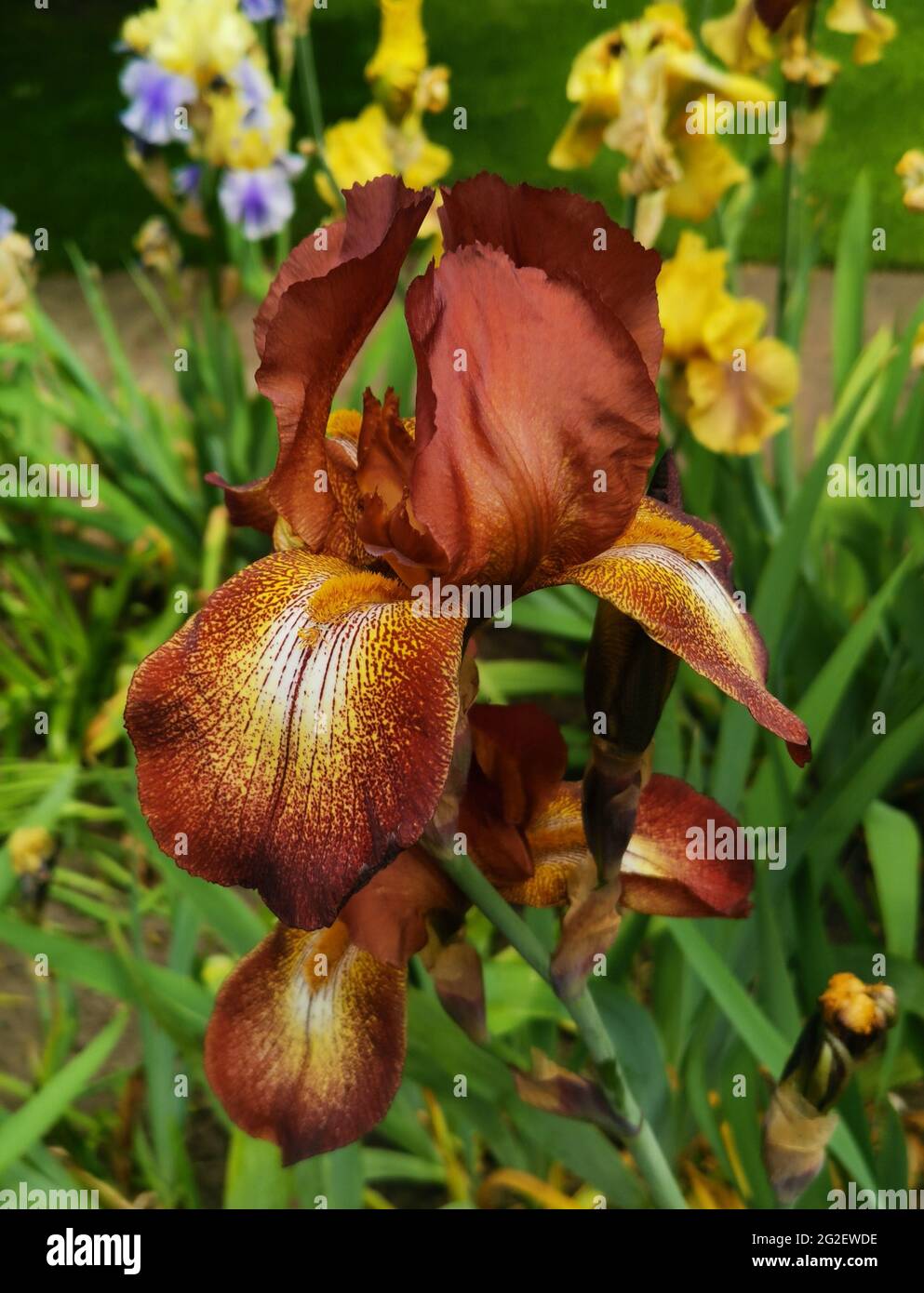 Rare rusty brown irises with green foliage in garden setting Stock ...
