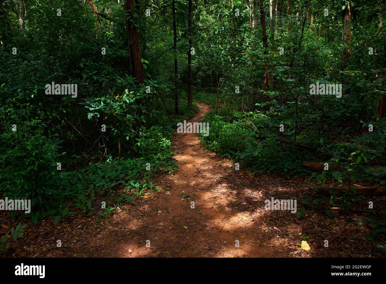 path in the woods Stock Photo - Alamy