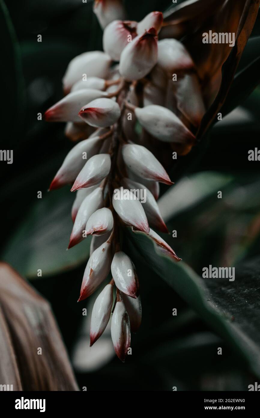 Closeup of hanging tropical white with red tip flower in a moody ...