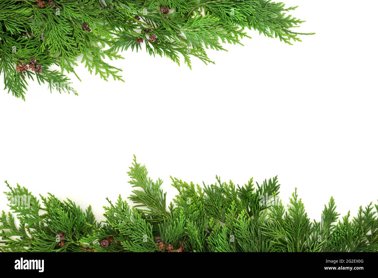 Cedar cypress leaf natural background border on white. Eco friendly ...