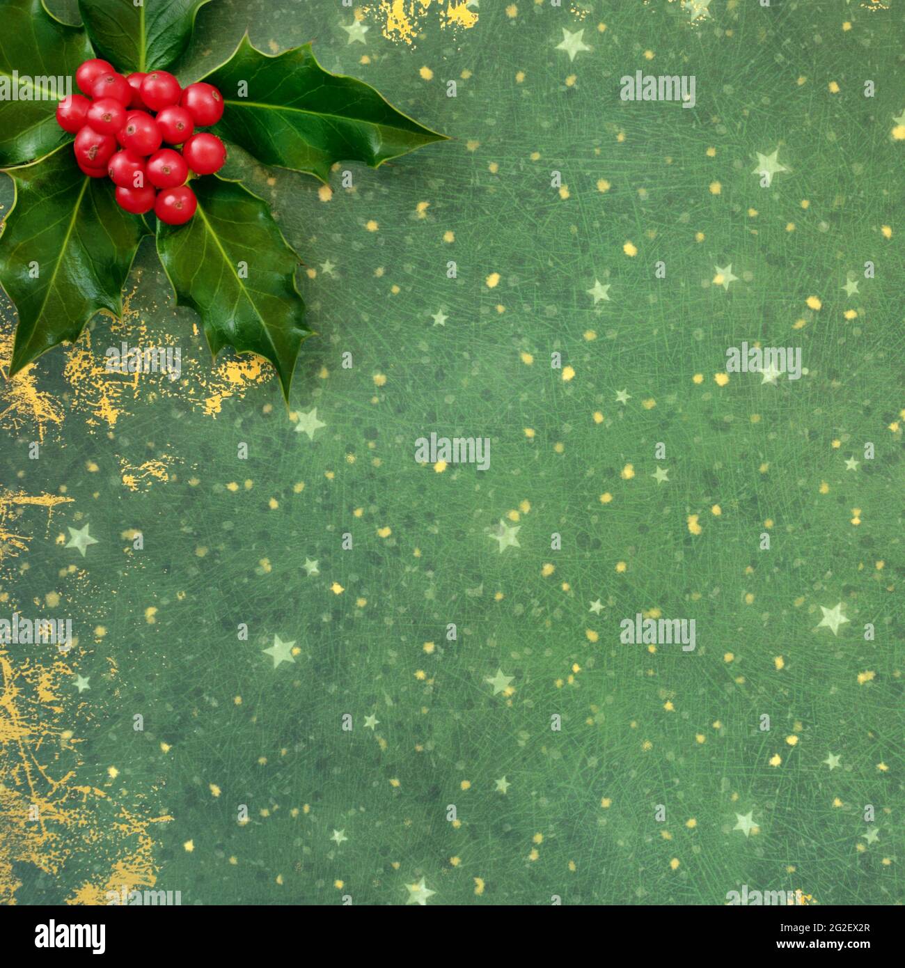 Holly berry cluster on green and gold abstract background. Composition ...