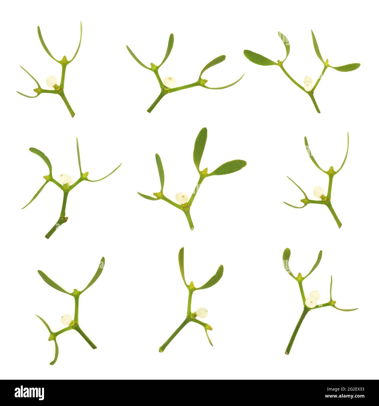 Mistletoe leaf sprig collection on white background. Winter plant ...