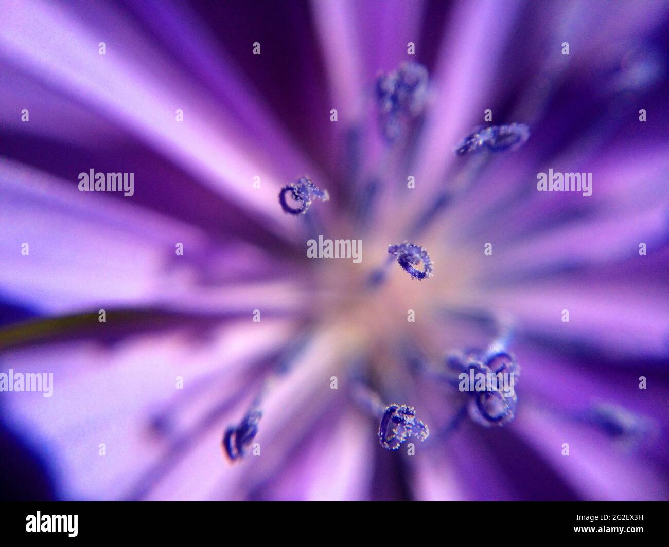 Violet flower close-up. Blurred macro photo of blooming flower petals ...