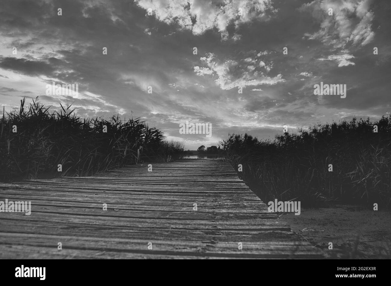 Through reed Black and White Stock Photos & Images - Alamy