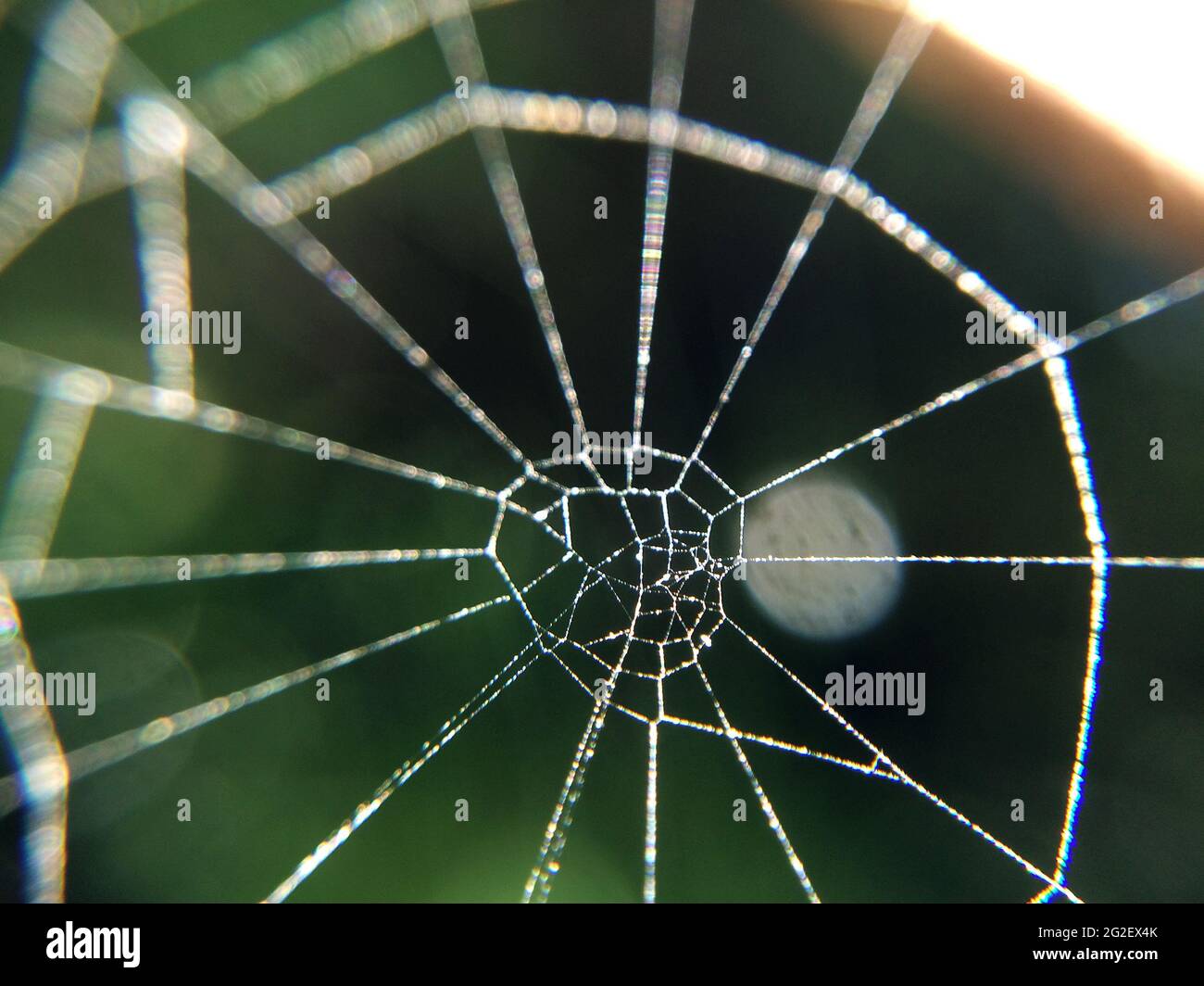 Spider web macro photo. Abstract background with arachnid netting close ...