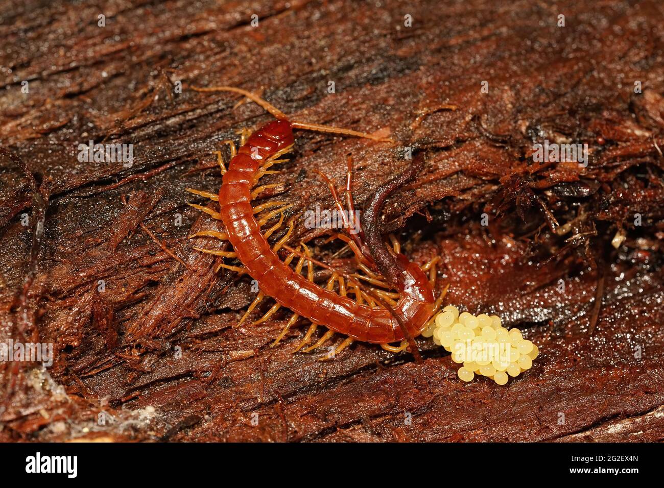 Closeup of a Western fire centipede Stock Photo - Alamy