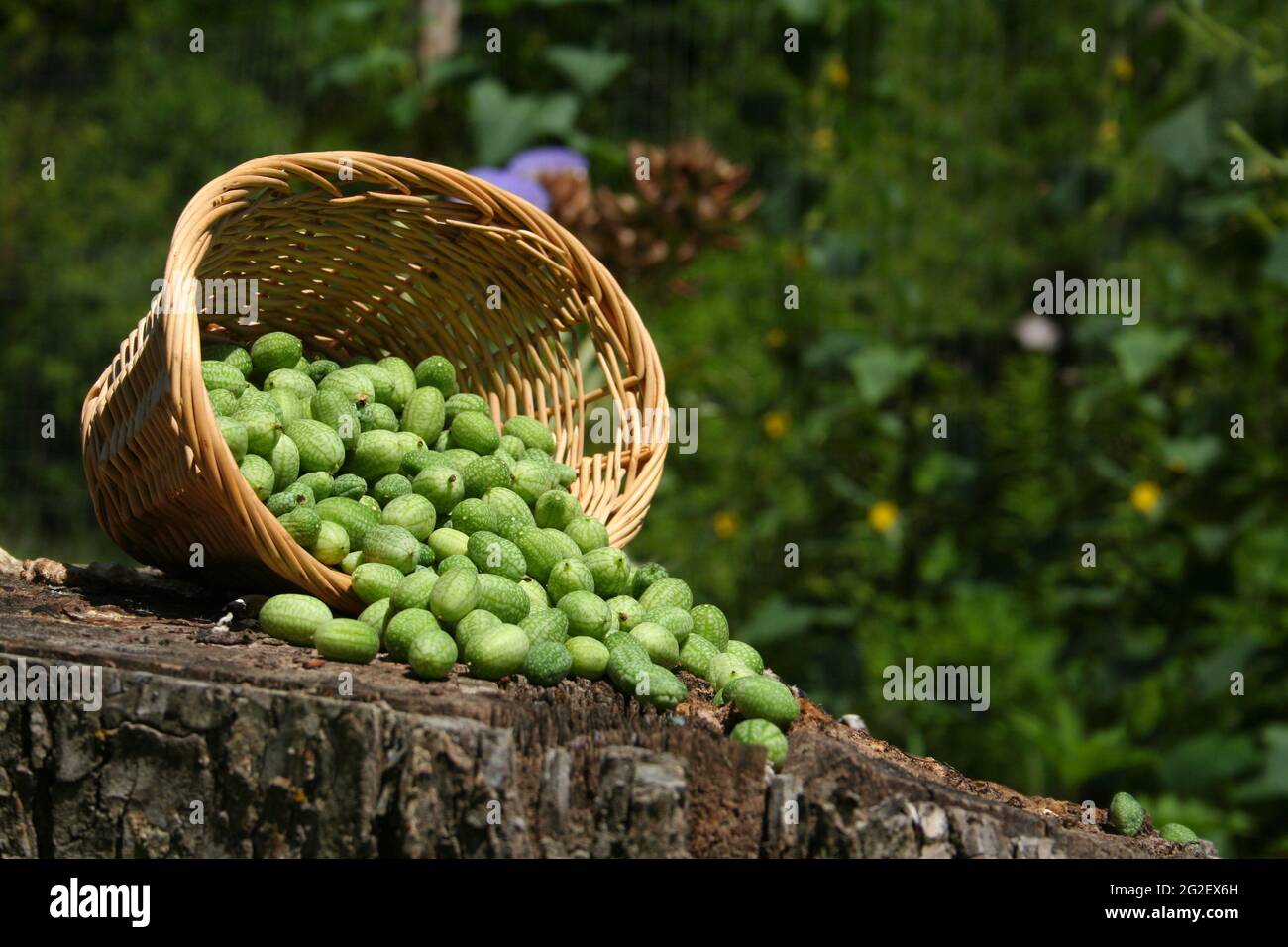 Miniature Mexican Watermelons - Melothria scabra Stock Photo - Alamy