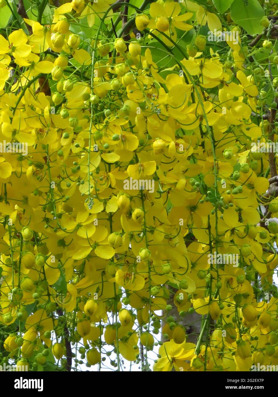 Indian senna plant hi-res stock photography and images - Alamy