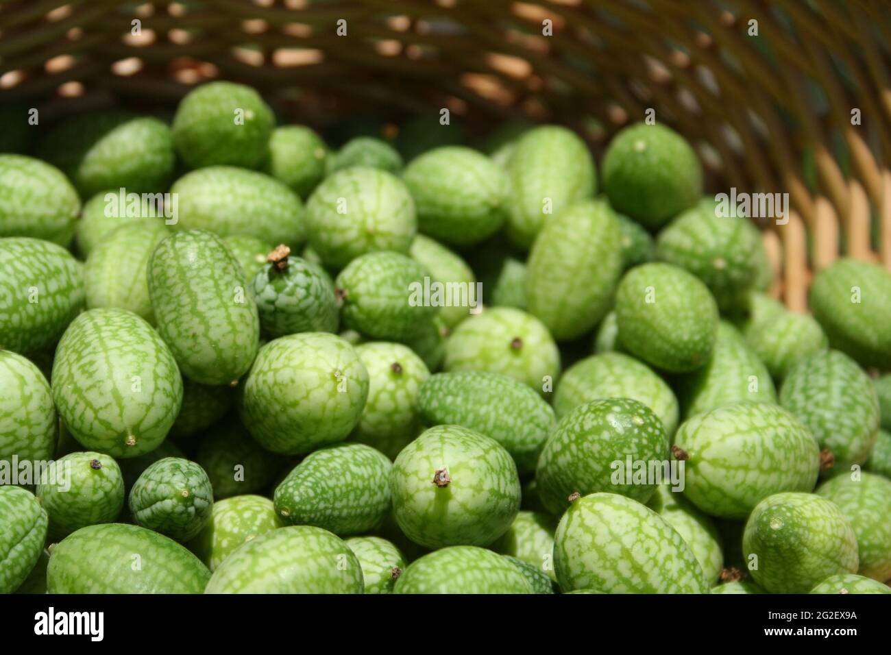 Mini watermelons hi-res stock photography and images - Alamy