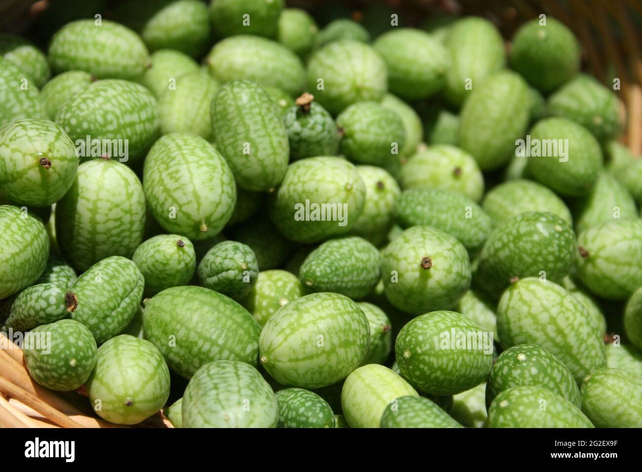 Miniature Mexican Watermelons - Melothria scabra Stock Photo - Alamy