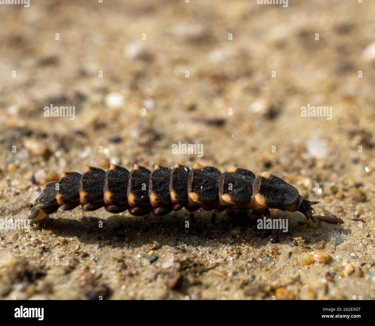 Common glow worm beetle hi-res stock photography and images - Alamy
