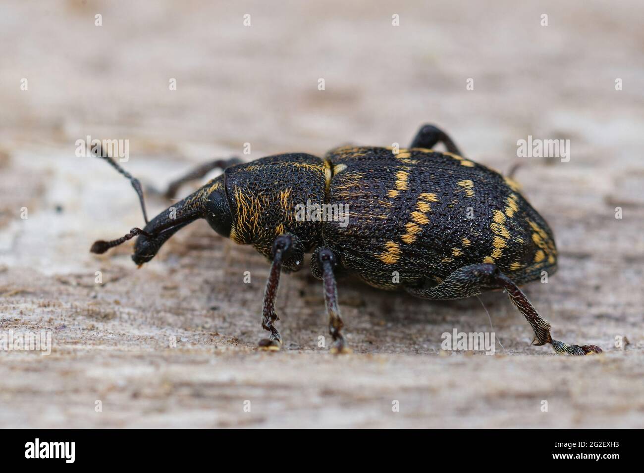 Closeup of the colorful large pine weevil, a major pest of coniferous ...