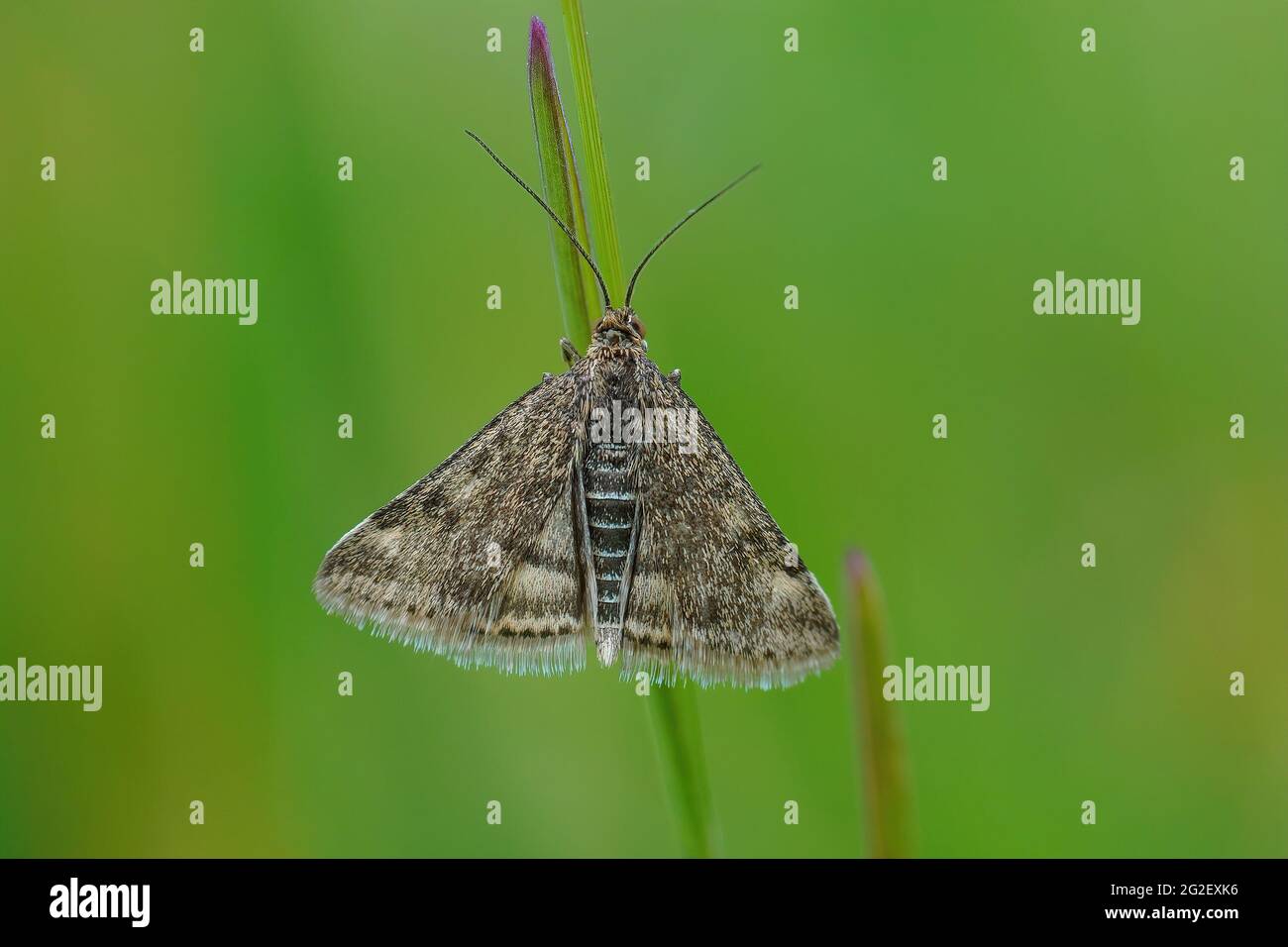 Straw barred pearl moth hi-res stock photography and images - Alamy