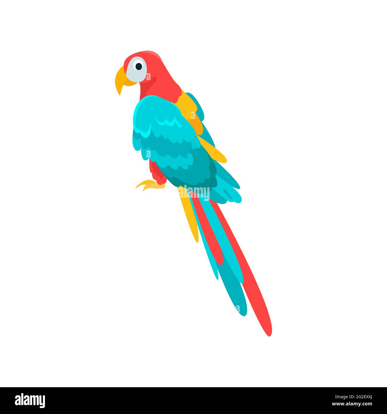 Bird with flat tail hi-res stock photography and images - Alamy