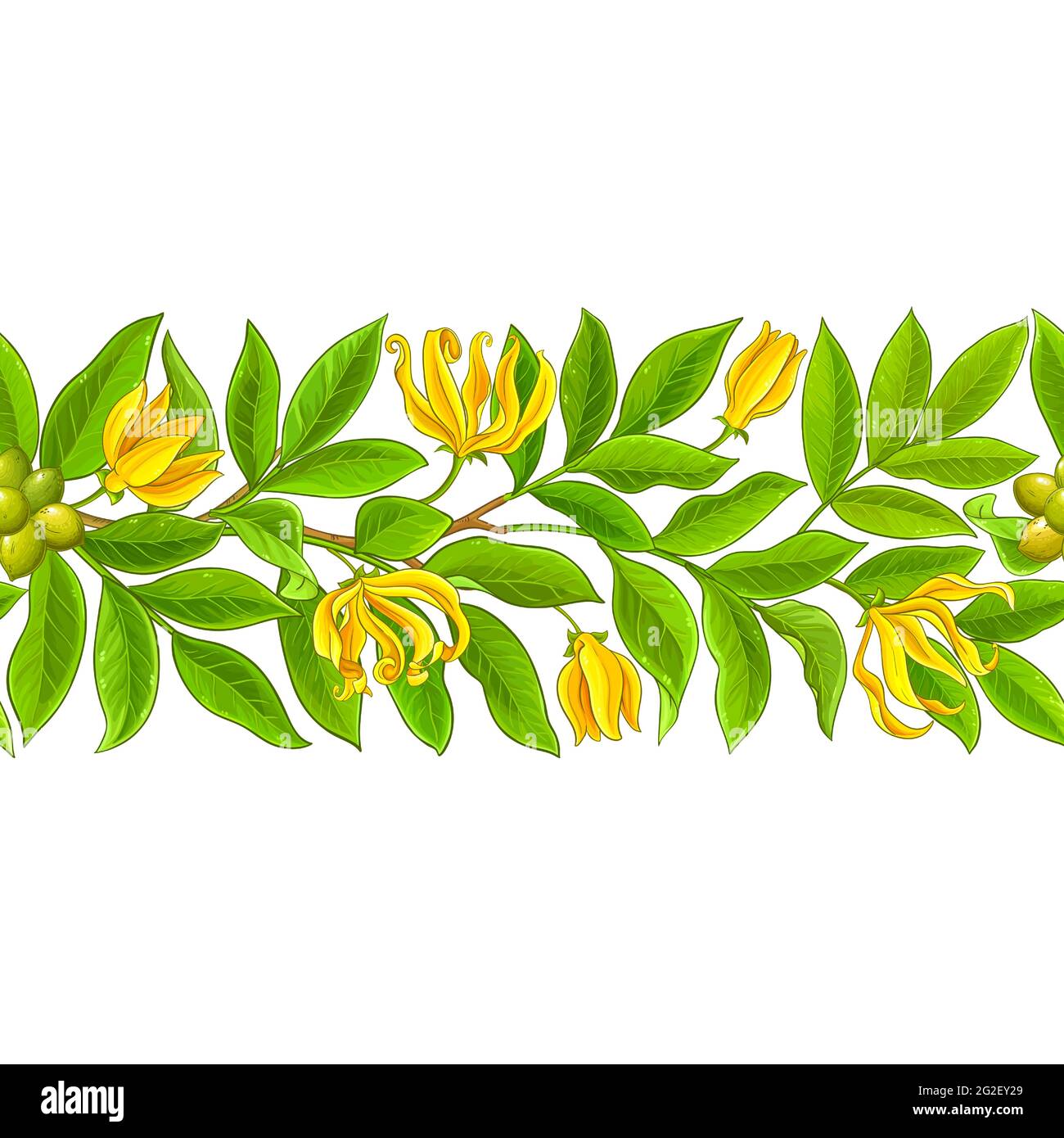 ylang ylang pattern on white background Stock Vector Image & Art - Alamy