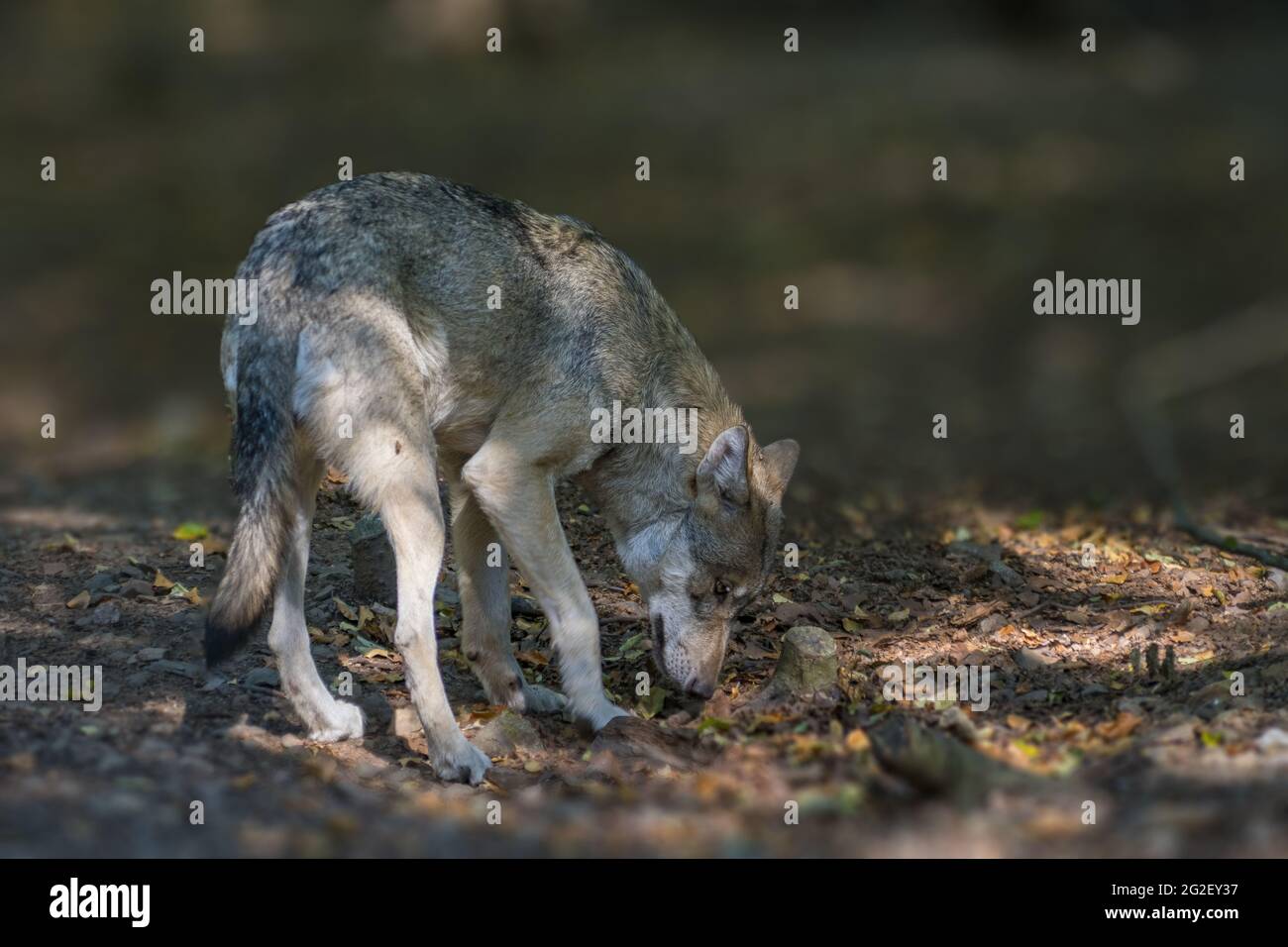 Arctic wolf hunting prey hi-res stock photography and images - Alamy