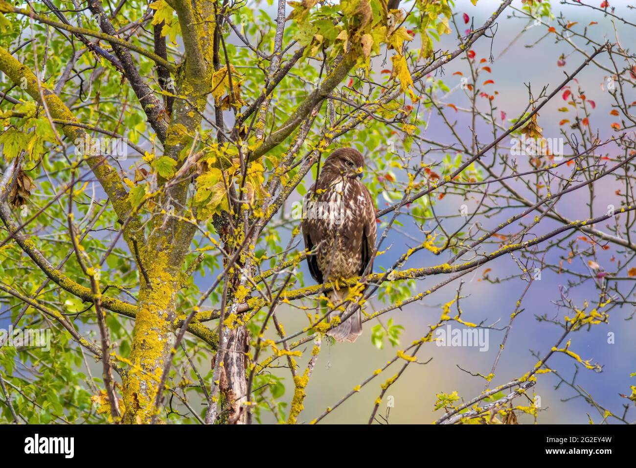 a big buzzard watches nature and looks for prey Stock Photo - Alamy