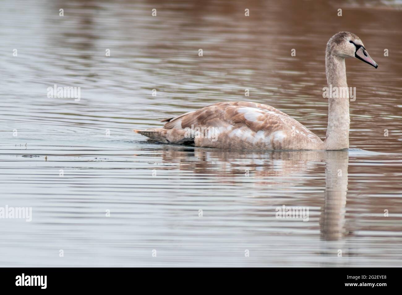 a beautiful young brown swan swims on a pond Stock Photo - Alamy