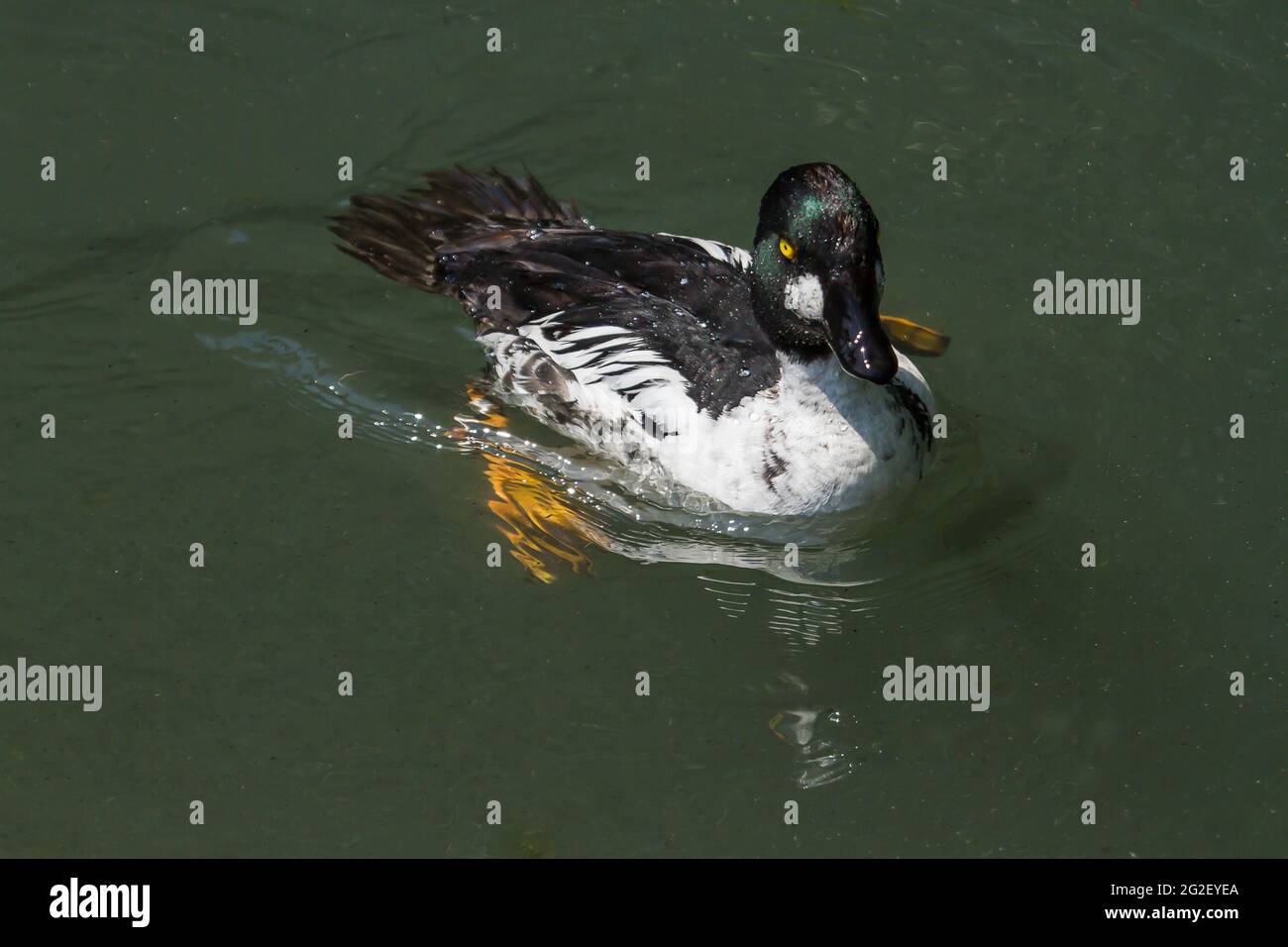 Photo of a Golden Eye duck Stock Photo - Alamy