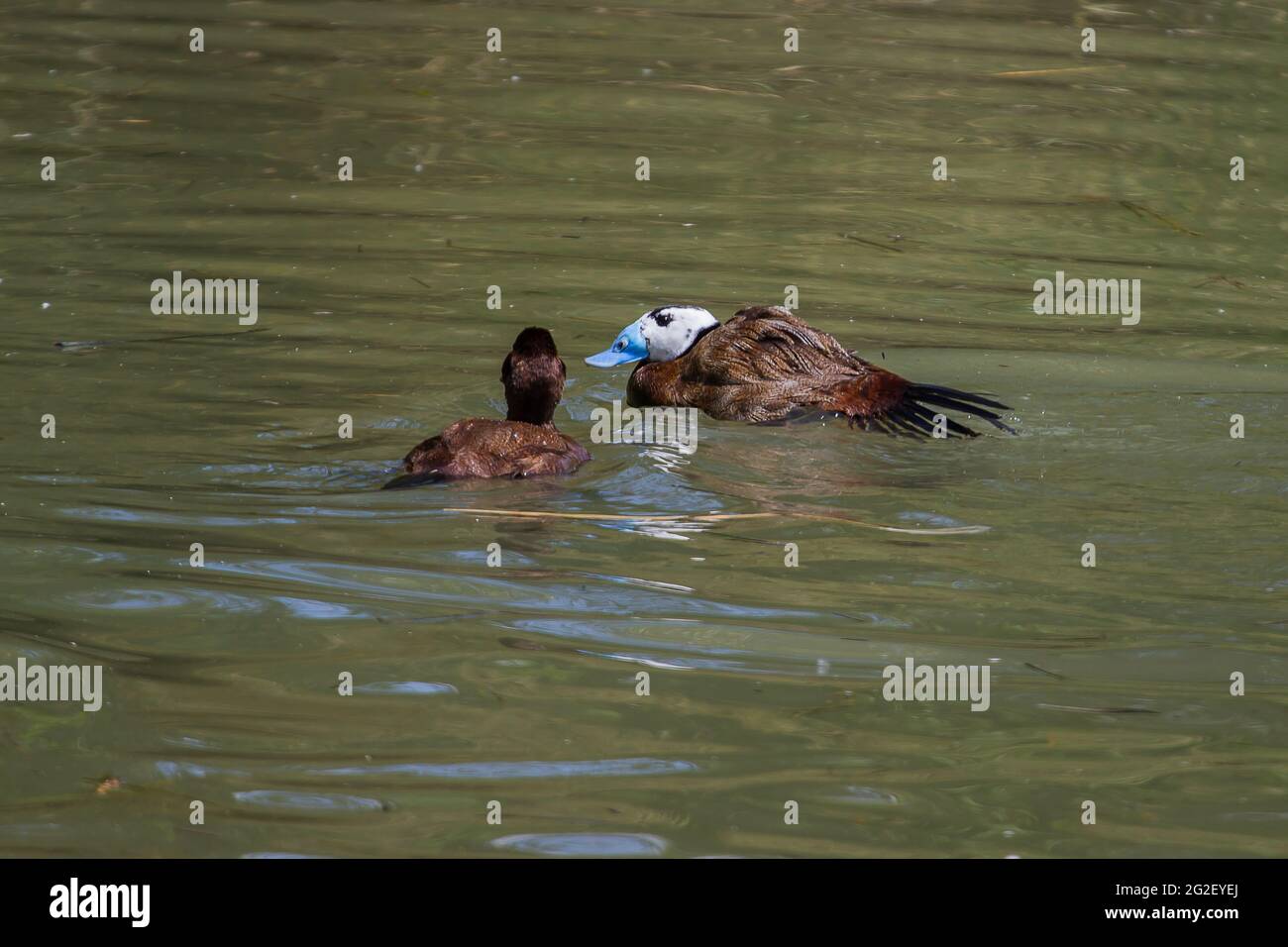 Waert fowl hi-res stock photography and images - Alamy