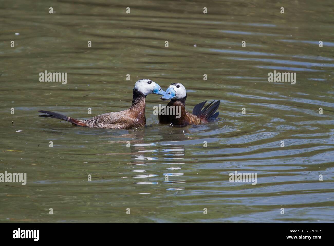 A pair of White Headed Duck fighting Stock Photo - Alamy
