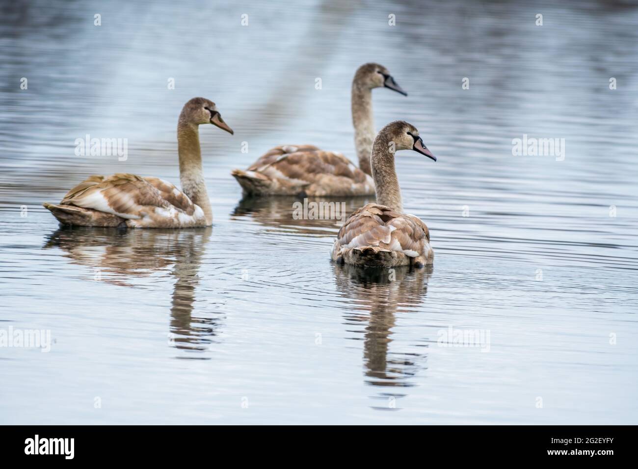 a beautiful young brown swan swims on a pond Stock Photo - Alamy