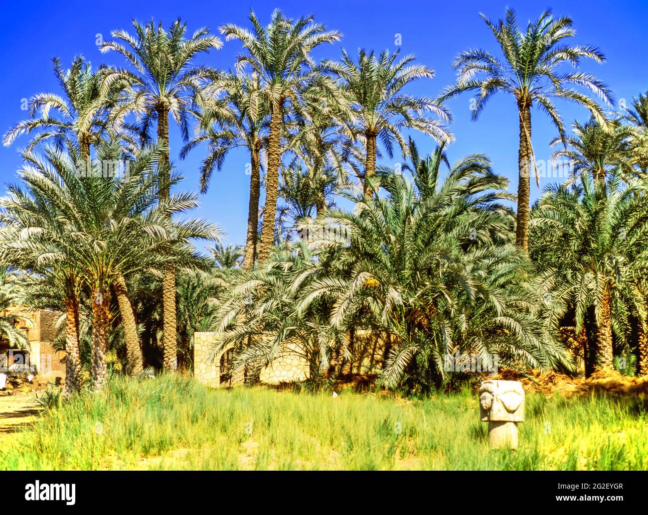 Oasis with Palm trees by Memphis, Egypt Stock Photo - Alamy