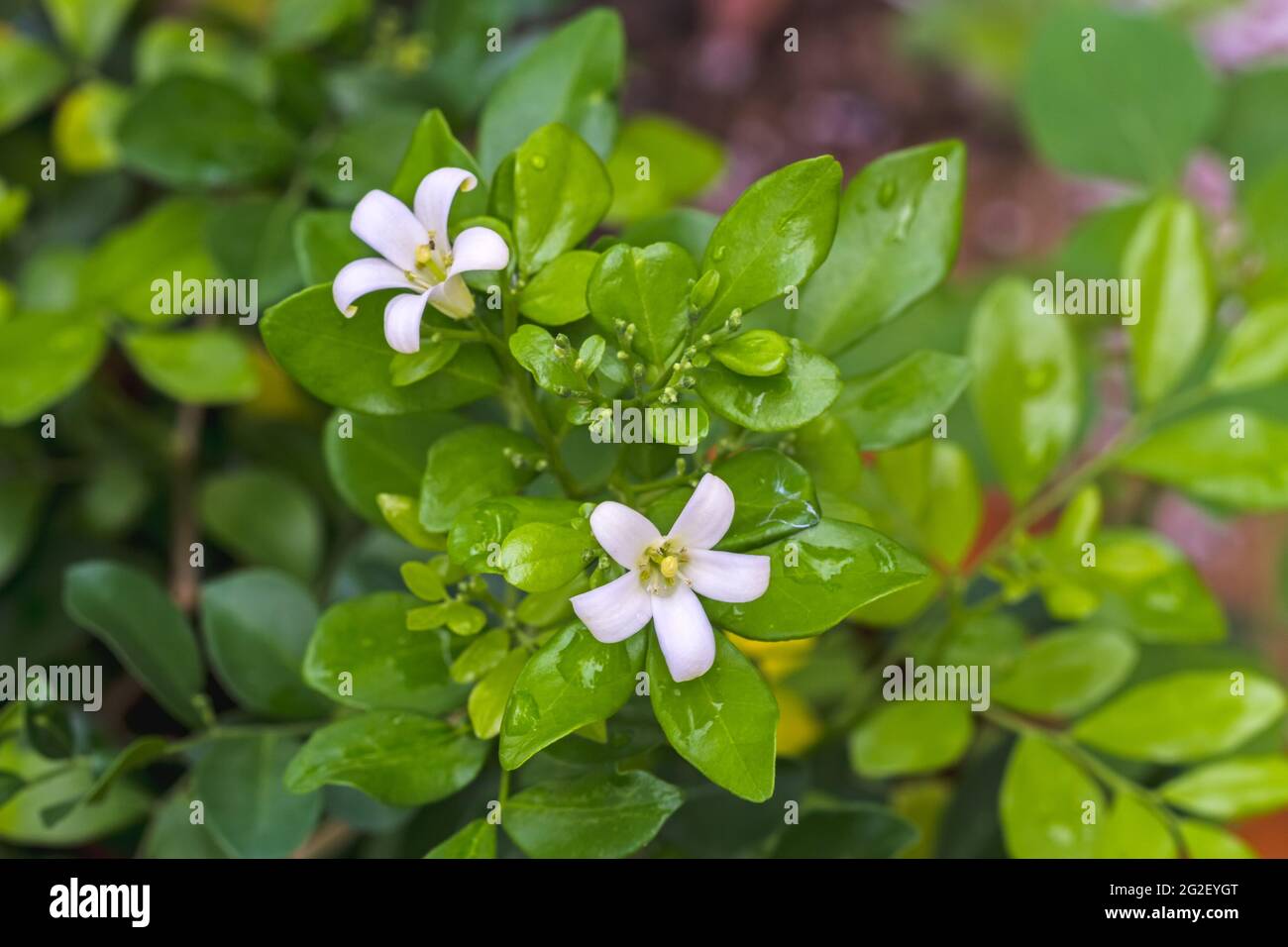 Murraya paniculata hi-res stock photography and images - Alamy