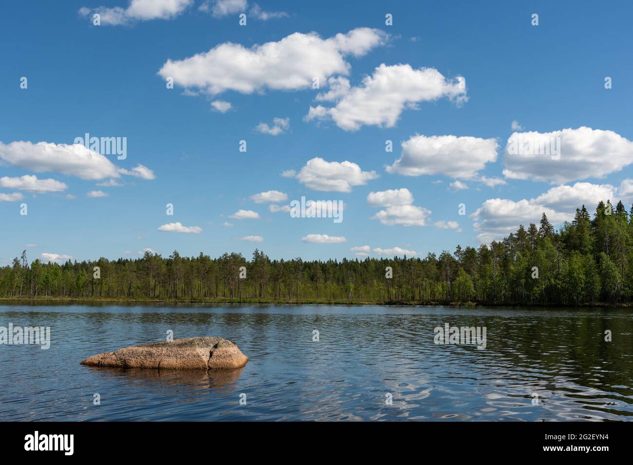 Daytime forest hi-res stock photography and images - Alamy
