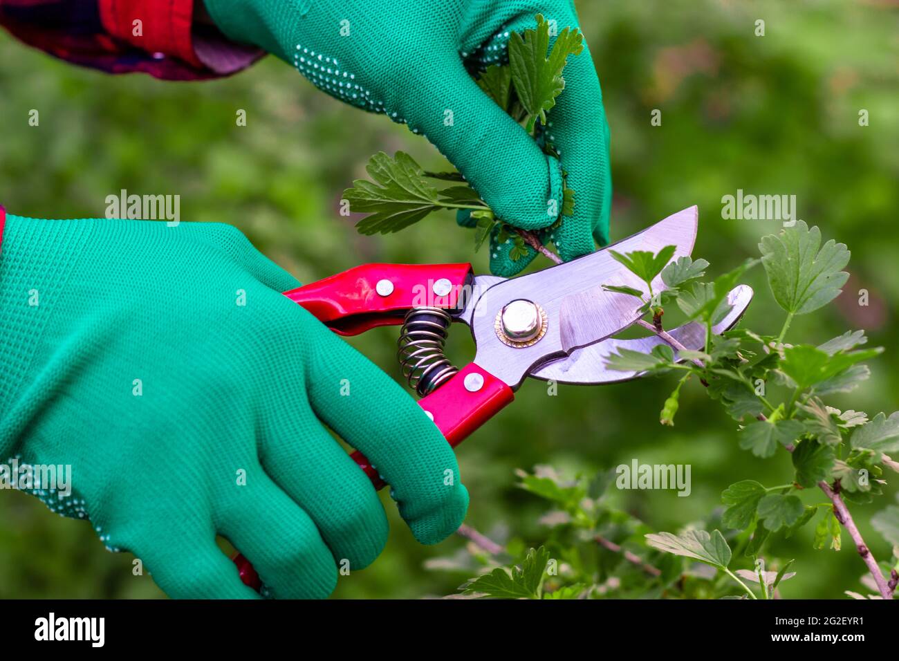 Pruning bushes. Garden work. The pruner in the hands of the gardener ...