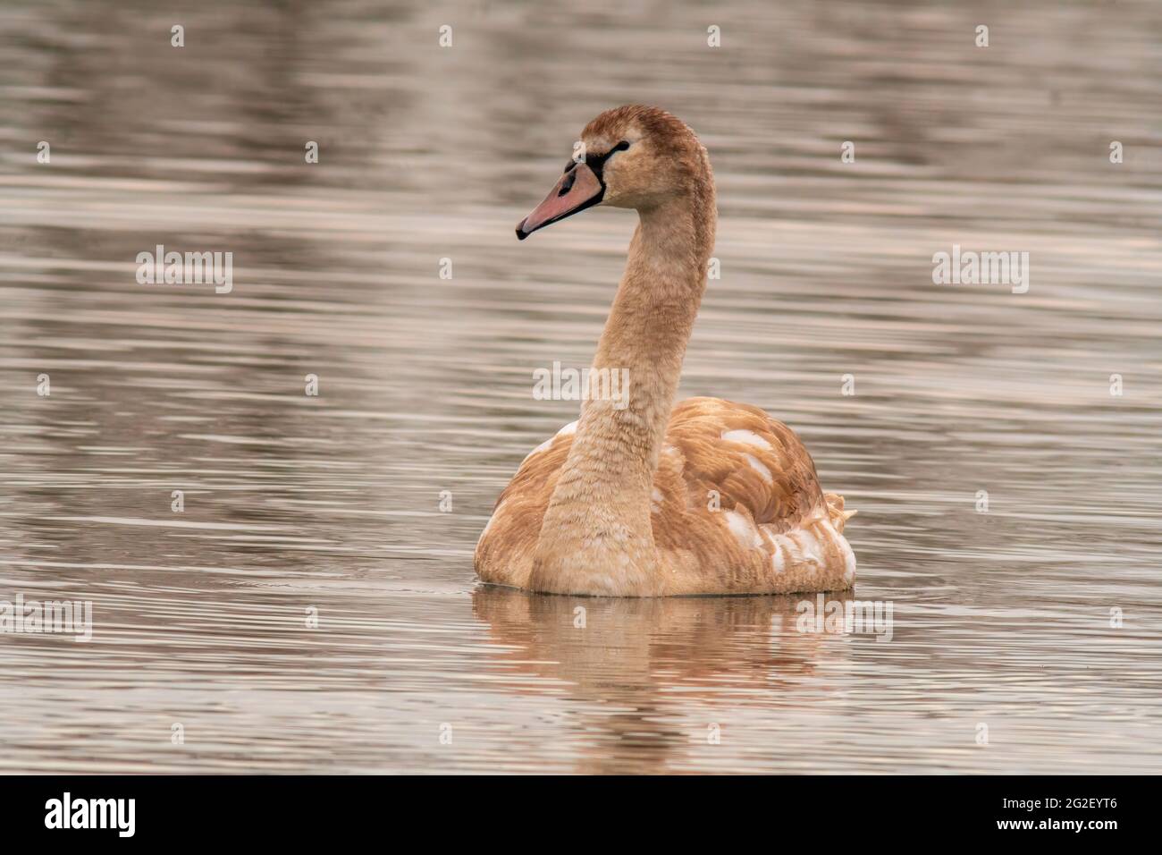 a beautiful young brown swan swims on a pond Stock Photo - Alamy