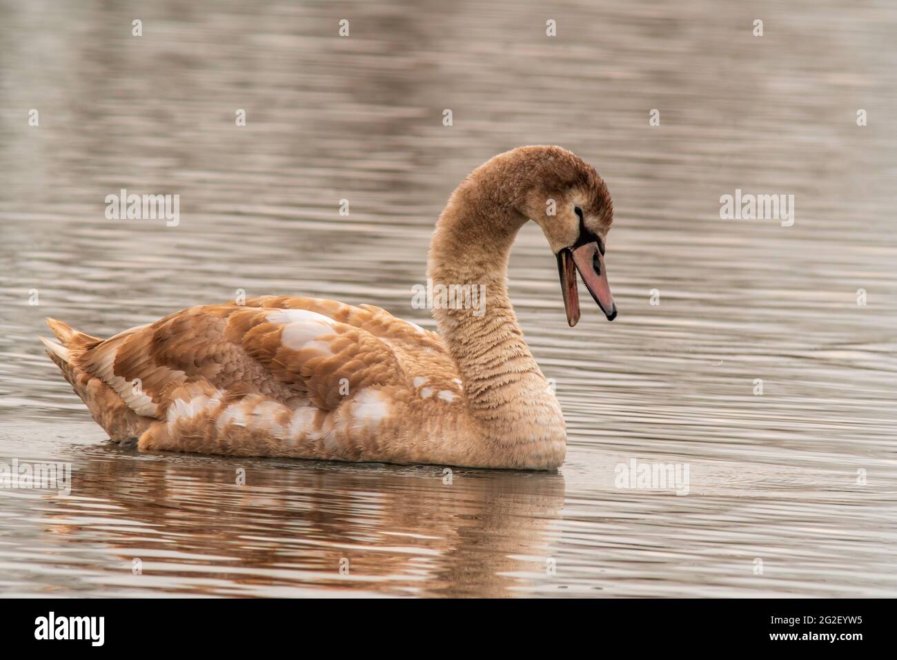 a beautiful young brown swan swims on a pond Stock Photo - Alamy