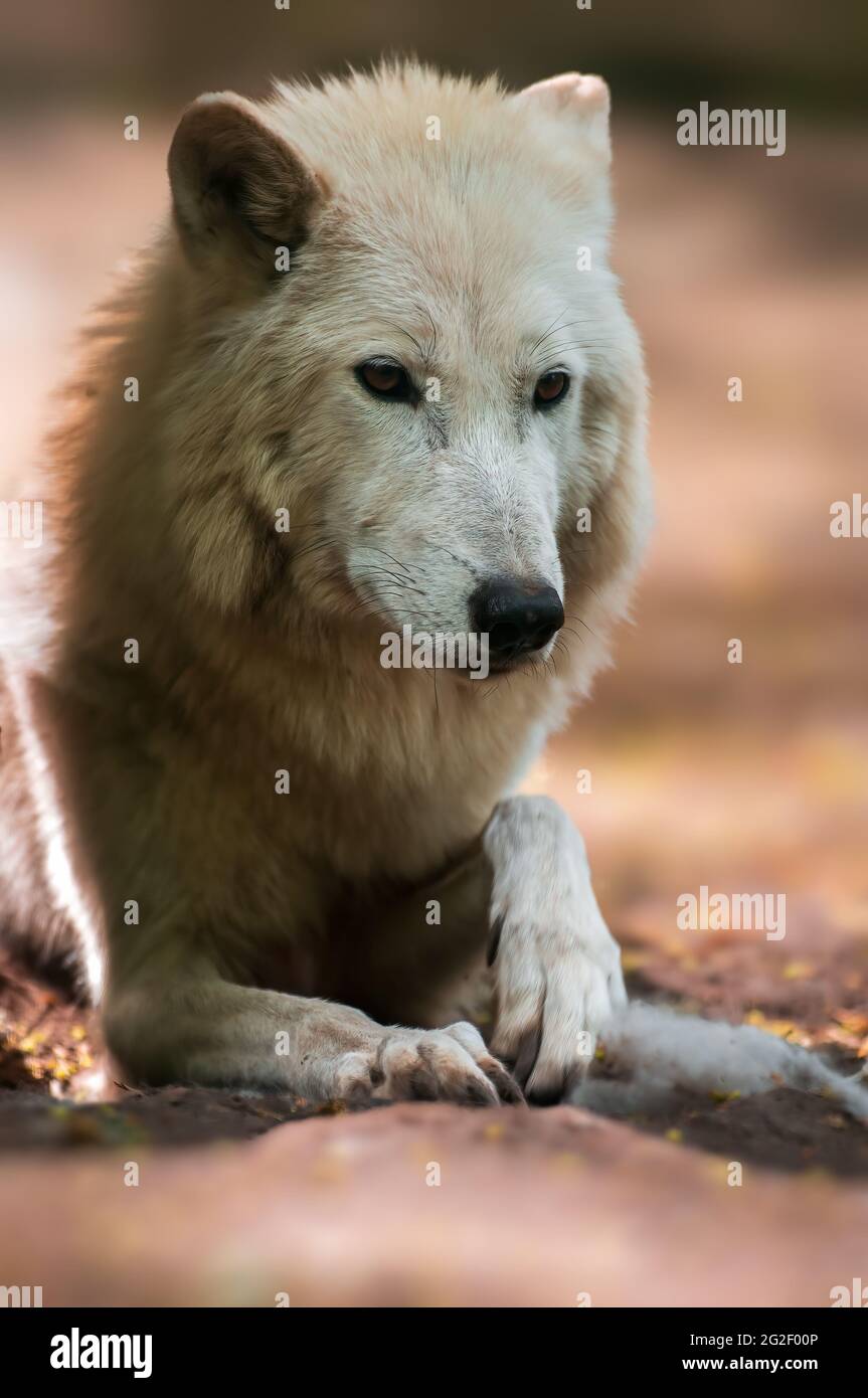 Wolf attack prey hi-res stock photography and images - Alamy