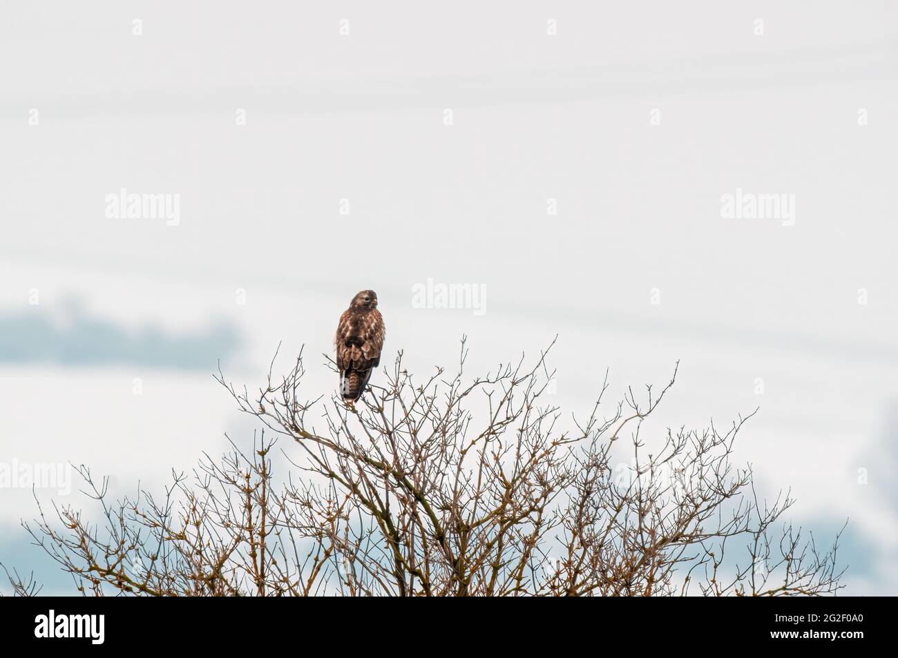 a buzzard observes nature and keeps an eye out for food Stock Photo - Alamy