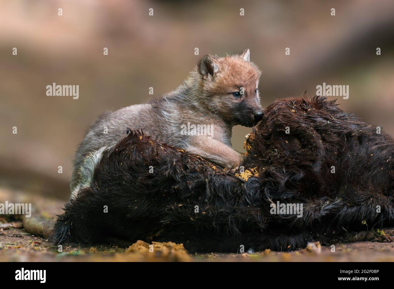 Baby timber wolf hi-res stock photography and images - Alamy