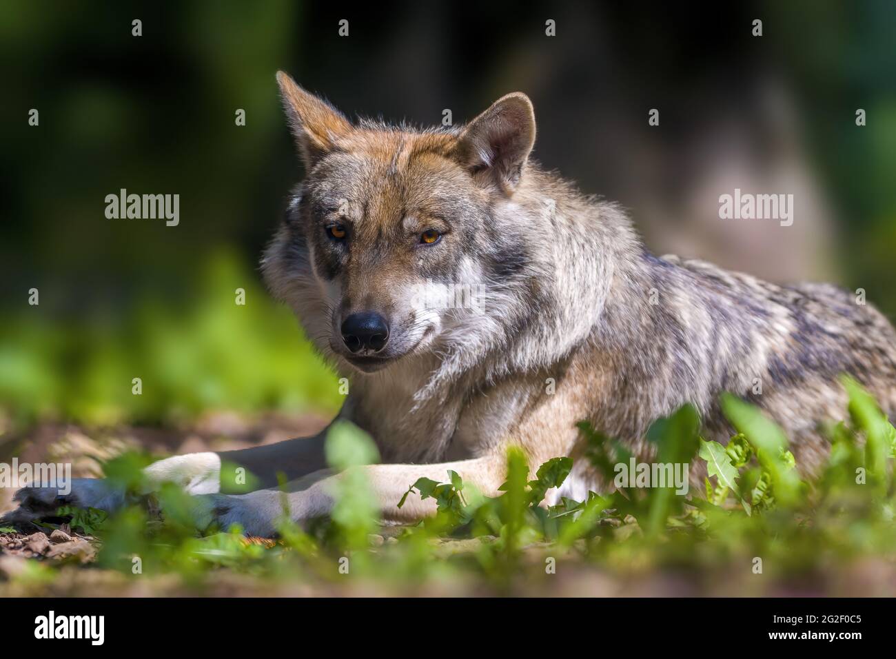 Arctic wolf hunting prey hi-res stock photography and images - Alamy