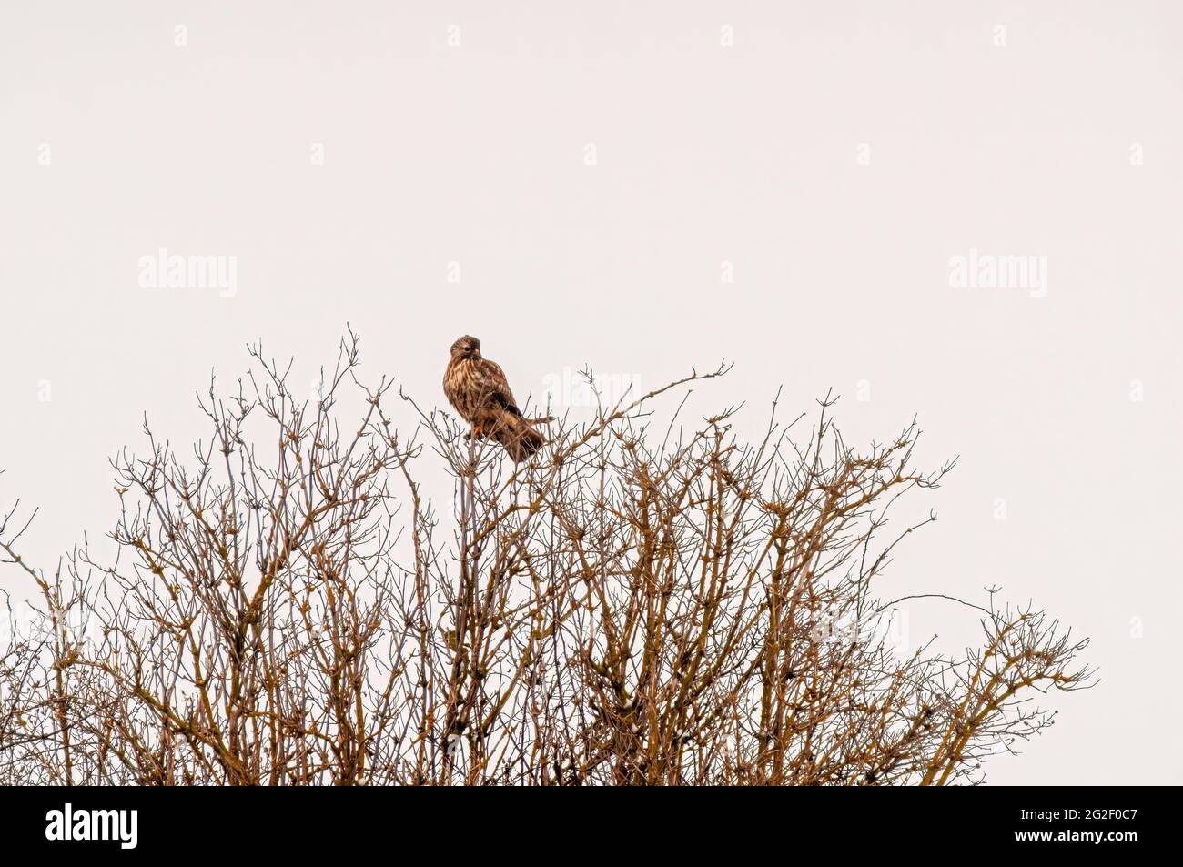 a buzzard observes nature and keeps an eye out for food Stock Photo - Alamy