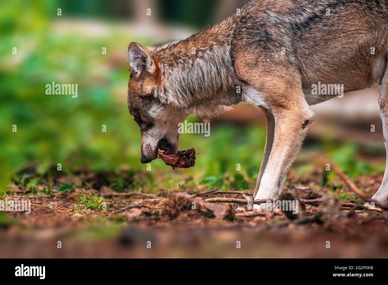 Arctic wolf hunting prey hi-res stock photography and images - Alamy