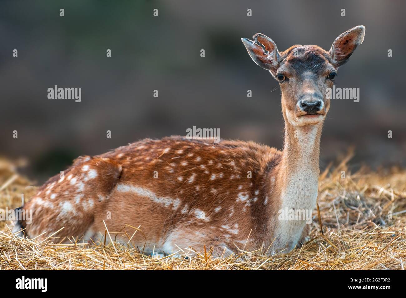 a Deer grazing and relaxing in nature Stock Photo - Alamy