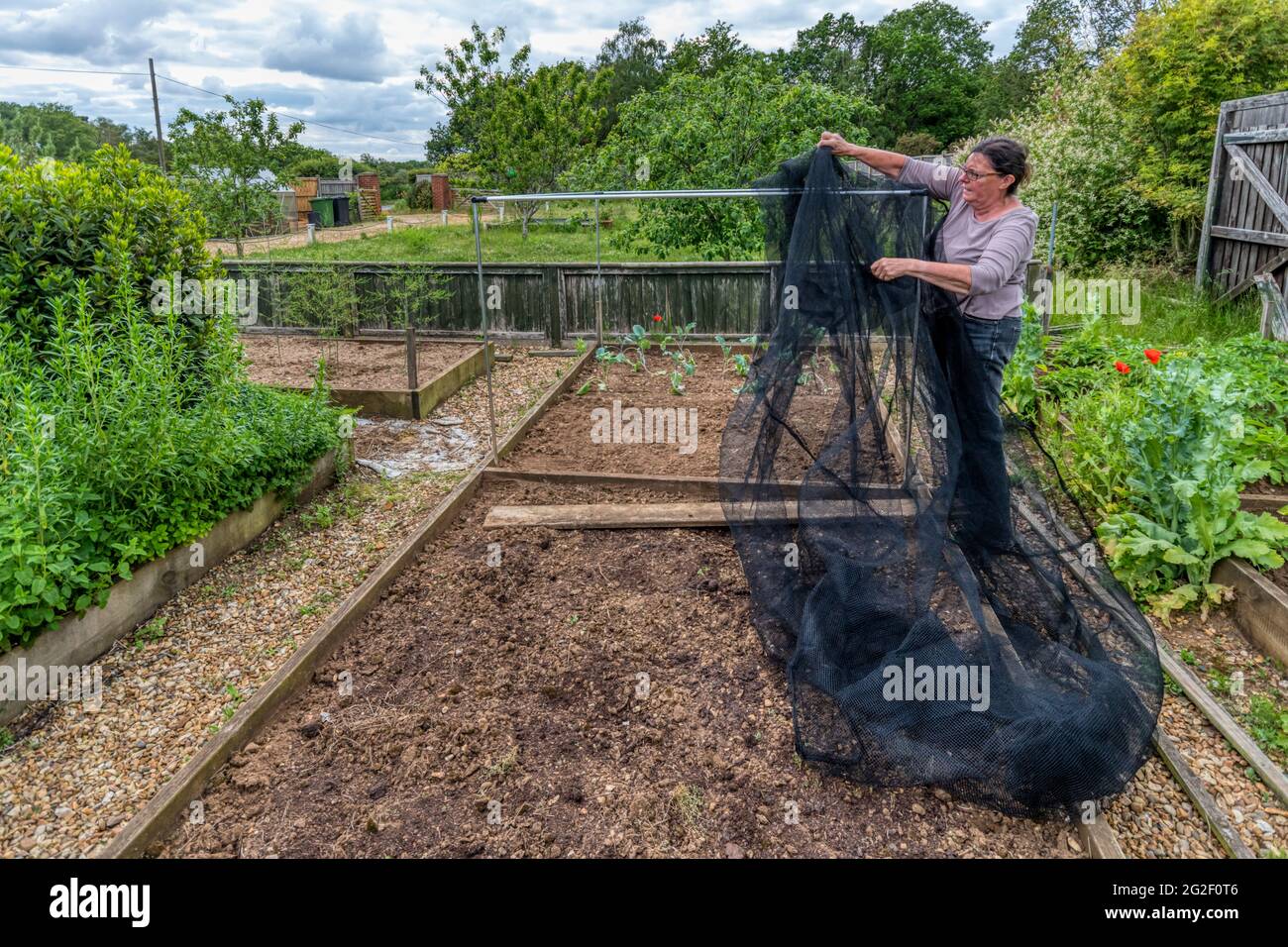 Woman building netting cage over raised beds before planting cabbages ...