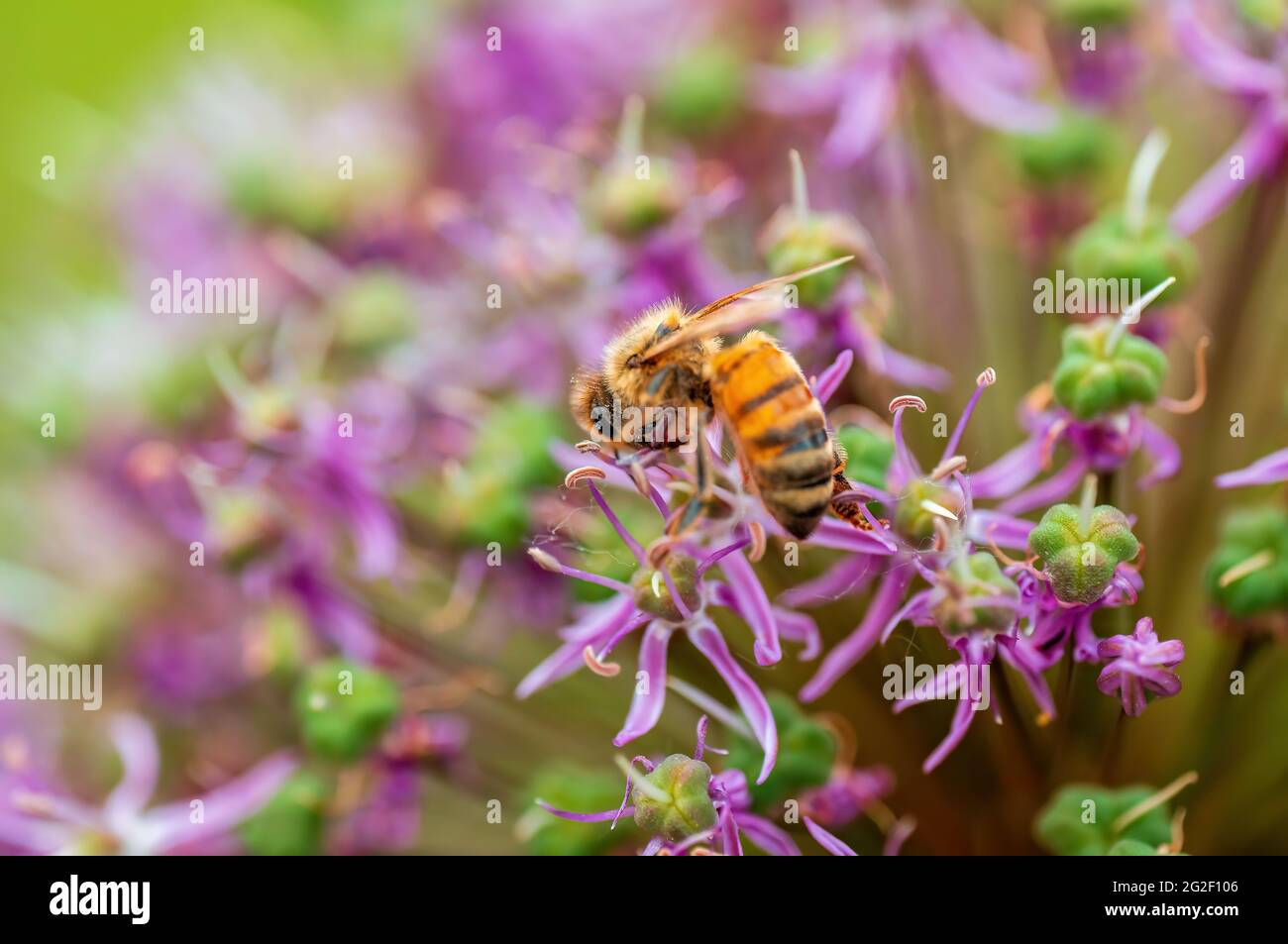 a bee collecting pollen from a seasonal plant Stock Photo - Alamy