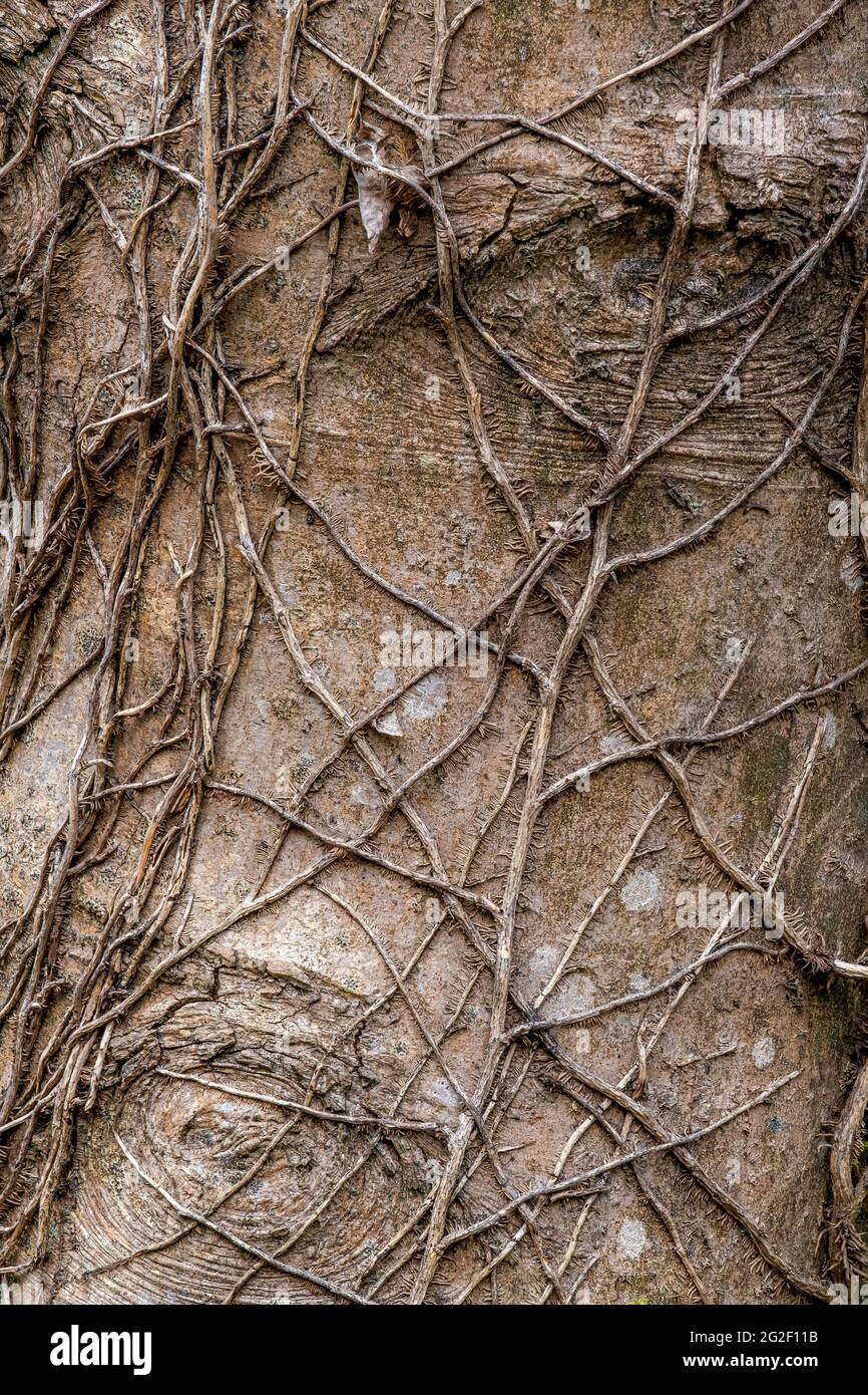 Dead climbing Common Ivy Hedera helix on a tree trunk Stock Photo - Alamy