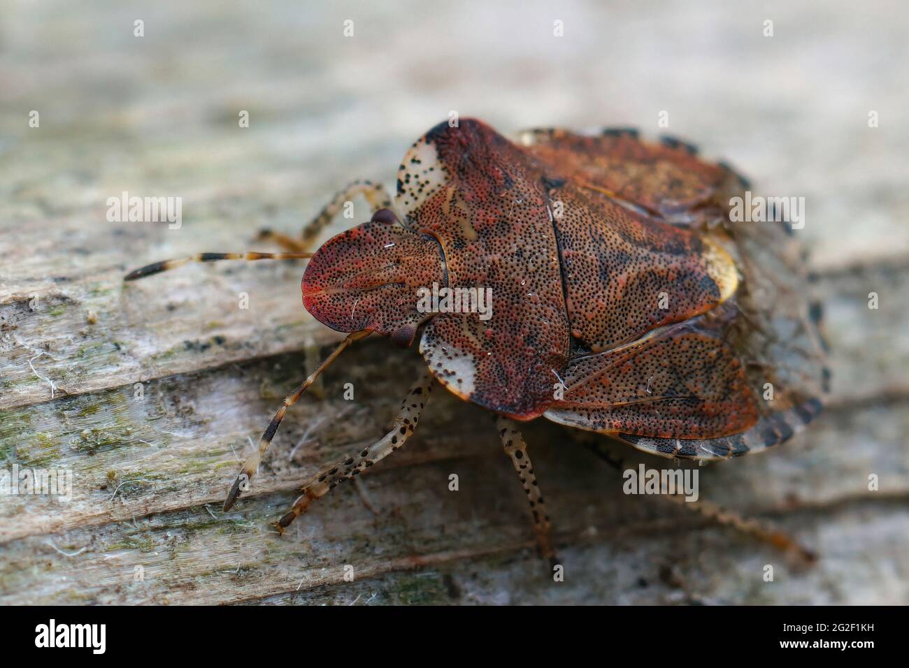 Extreme and detailed closeup of the small, brown, bedstraw bug ...