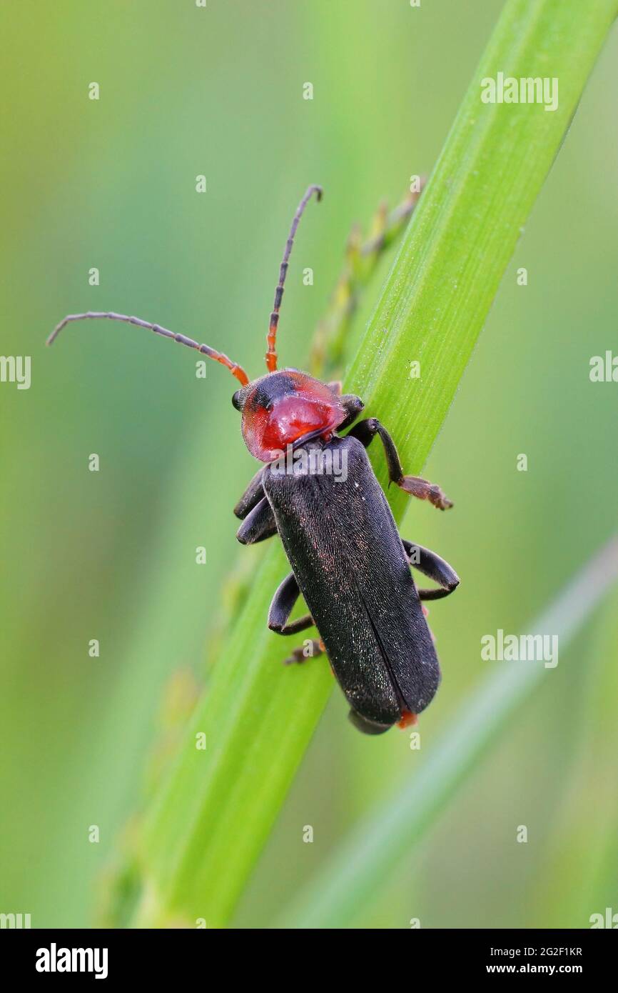 Vertical closeup of a dark more solid beetle, Cantharis fusca, sitting ...