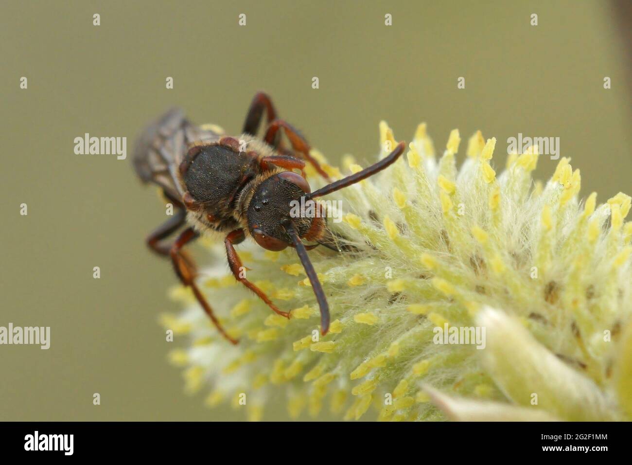 Closeup of a female Early Nomad bee, Nomada leucophthalma Stock Photo ...