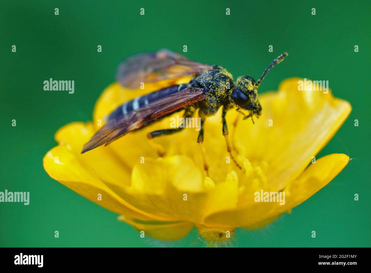 Closeup of the sawfly, Tenthredo koehleri Stock Photo - Alamy