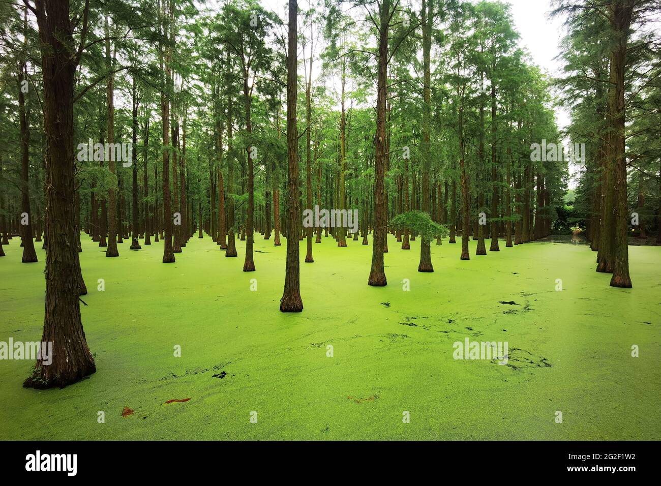 Yangzhou luyang lake wetland park hi-res stock photography and images ...