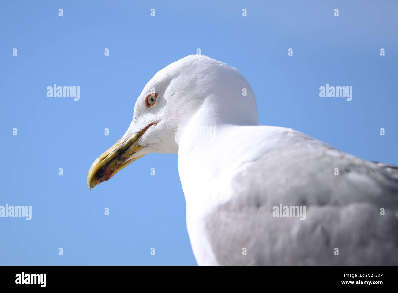 Portrait head of a gull of the species Larus Michahellis Stock Photo ...