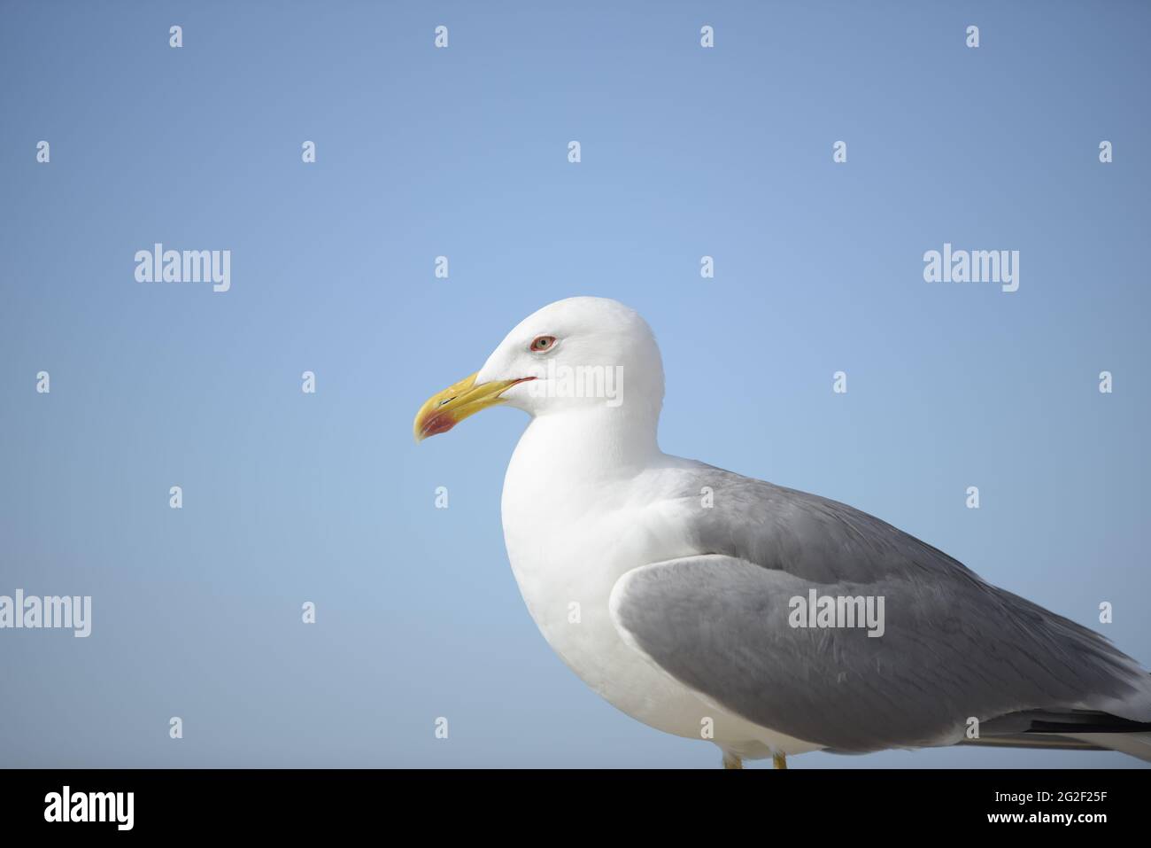 Young specimen of Larus Michahellis Stock Photo - Alamy